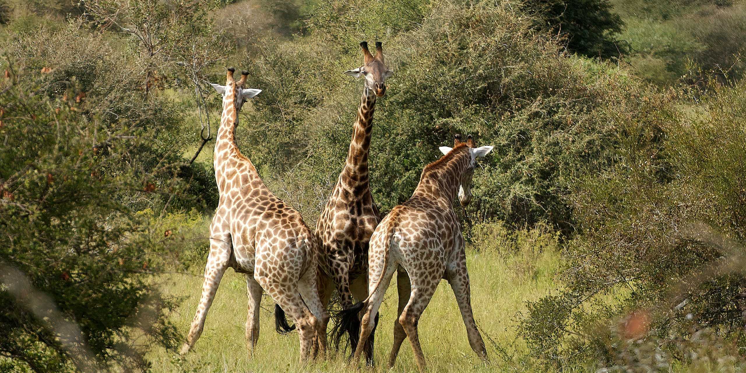 Allt du be­hö­ver veta om po­ly­ga­mi - Aatos